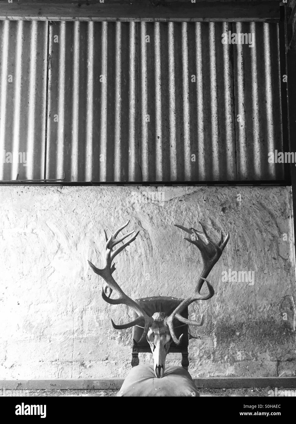 Stag head hi-res stock photography and images - Alamy