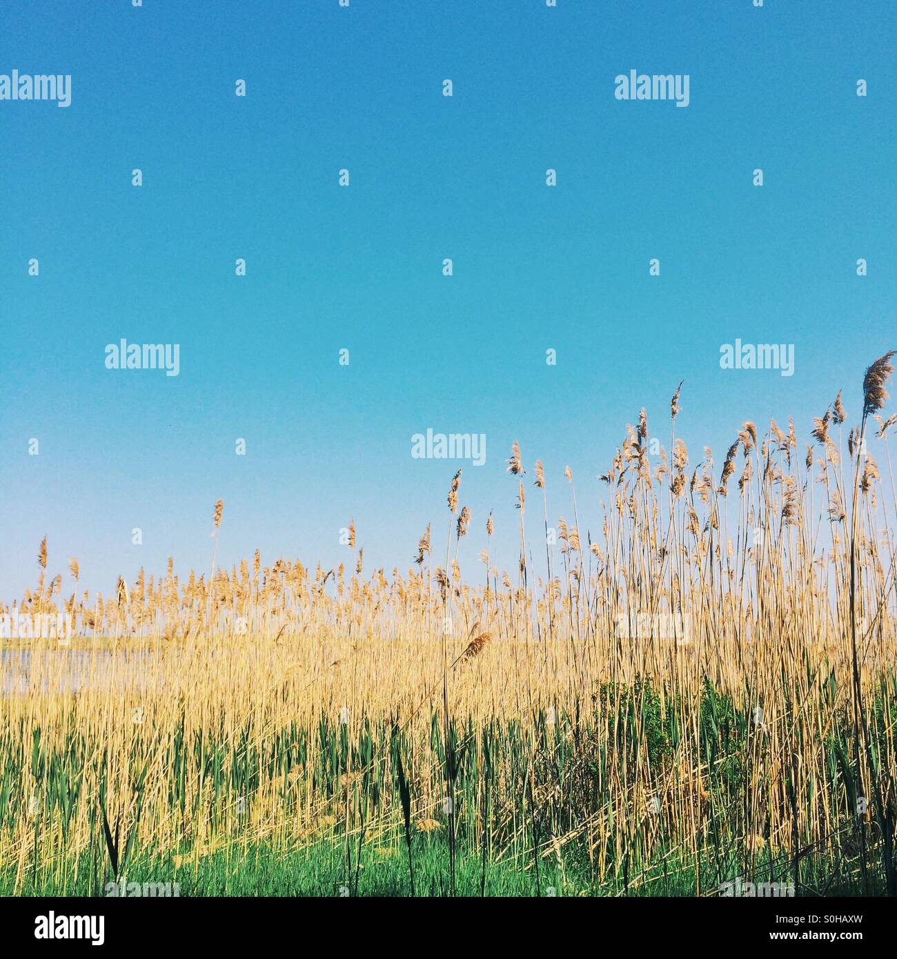 Marsh grass cape cod hi-res stock photography and images - Alamy