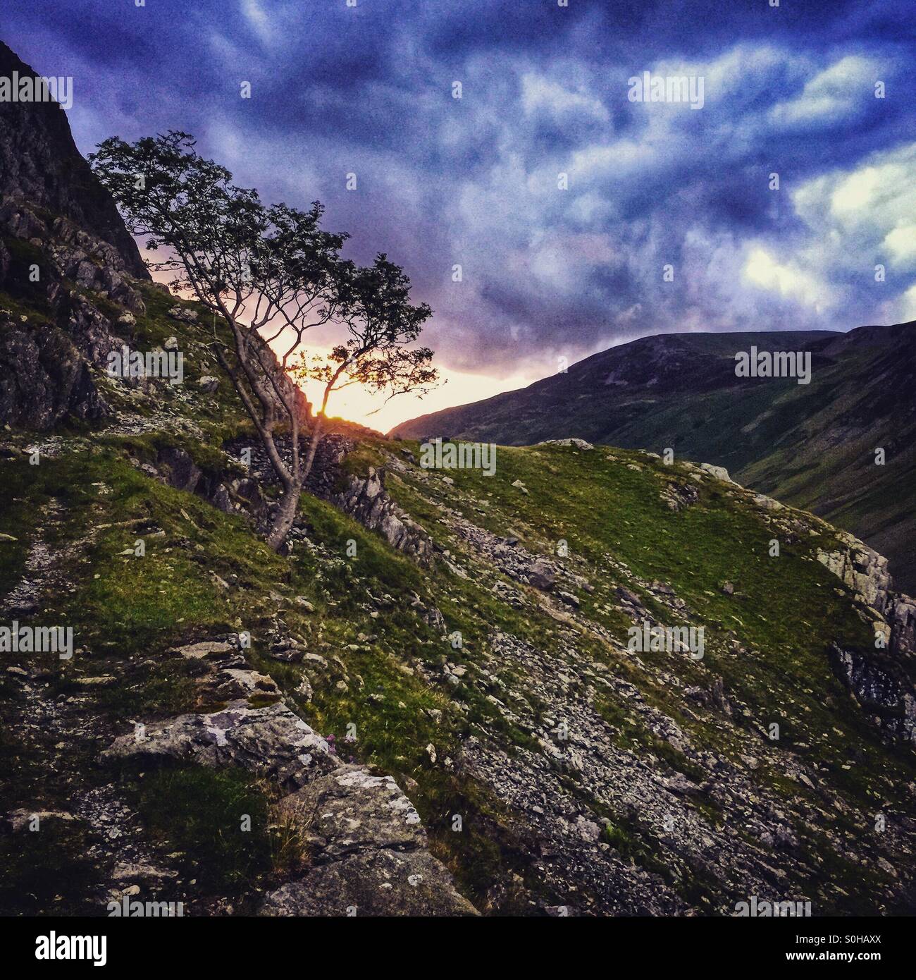Fiery tree after sunset Stock Photo - Alamy