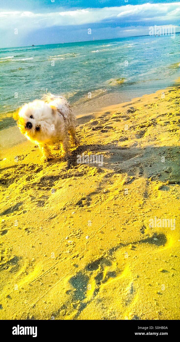 Drying off hi-res stock photography and images - Alamy