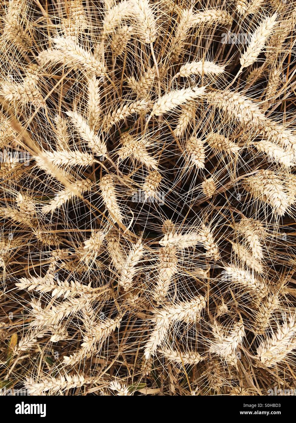 Gm wheat hi-res stock photography and images - Alamy
