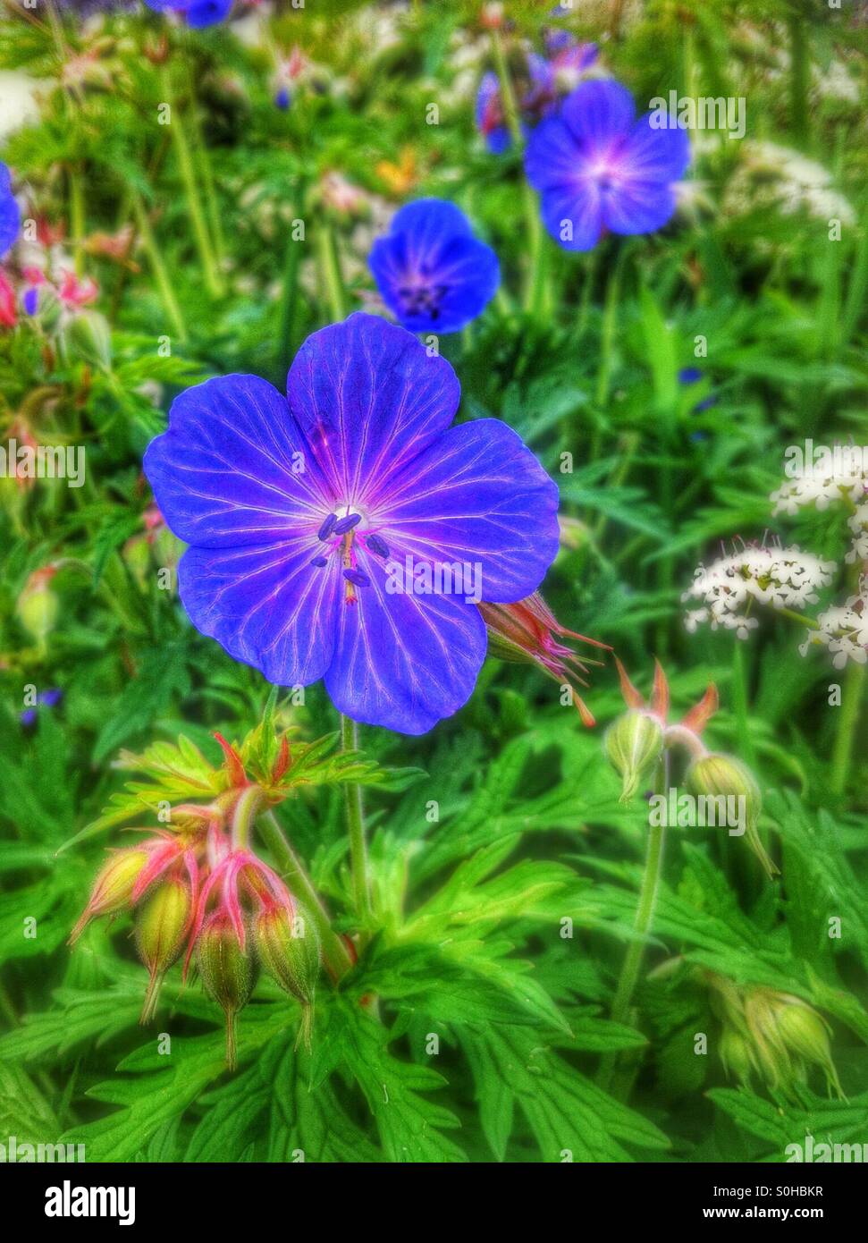 Purple geraniums hi-res stock photography and images - Alamy