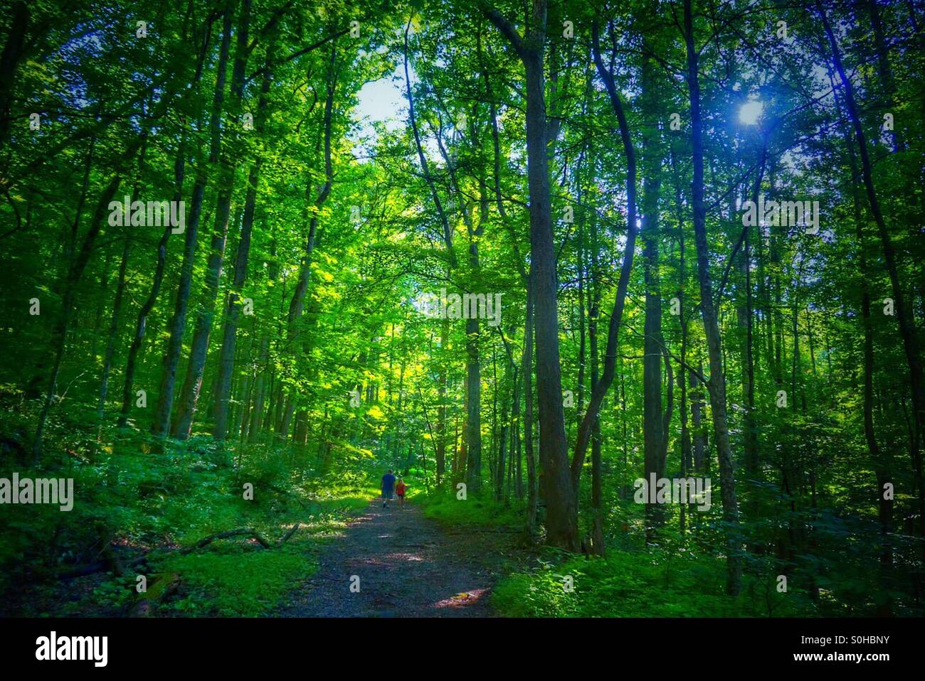 Walking in the woods hi-res stock photography and images - Alamy