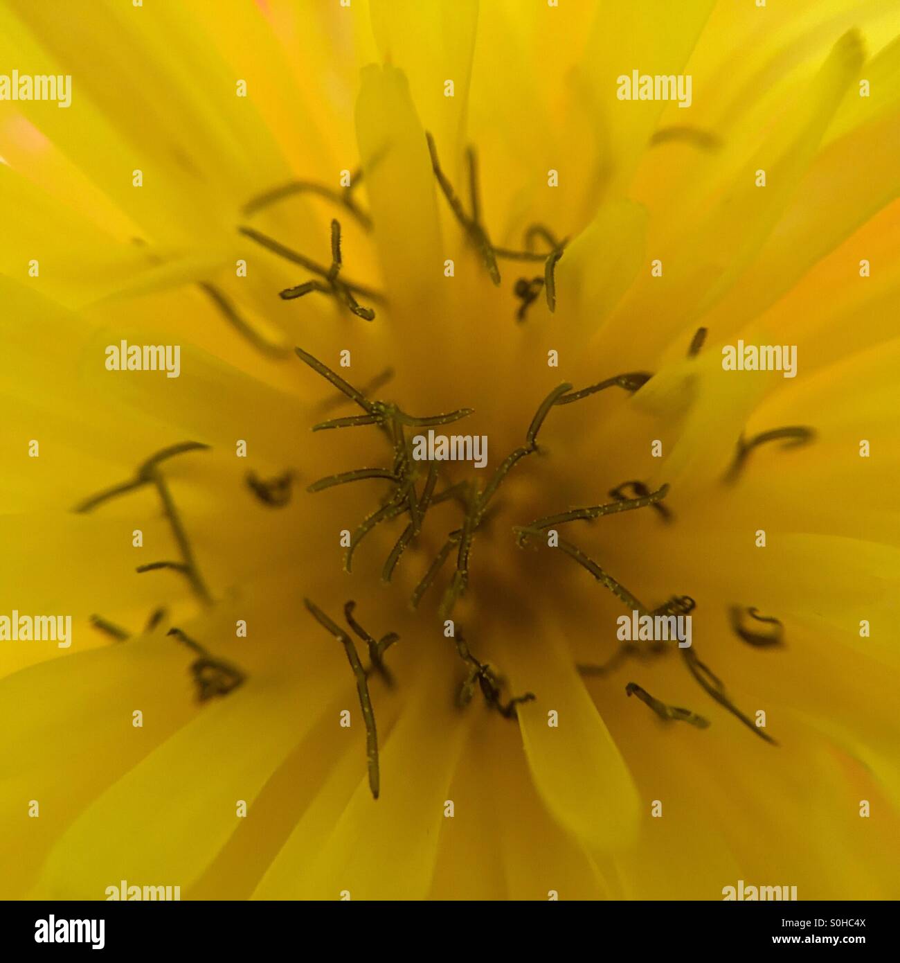 Inside the flower hi-res stock photography and images - Alamy