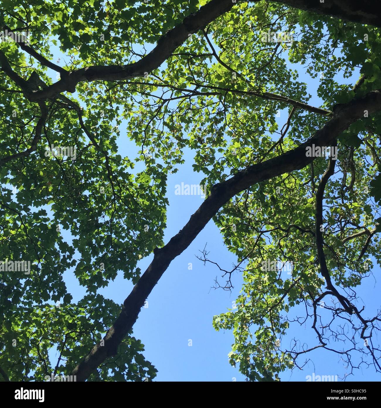 Trees, branches & Sky Stock Photo - Alamy