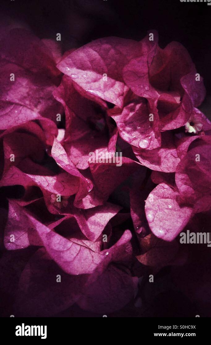 Vintage colored flower Stock Photo - Alamy