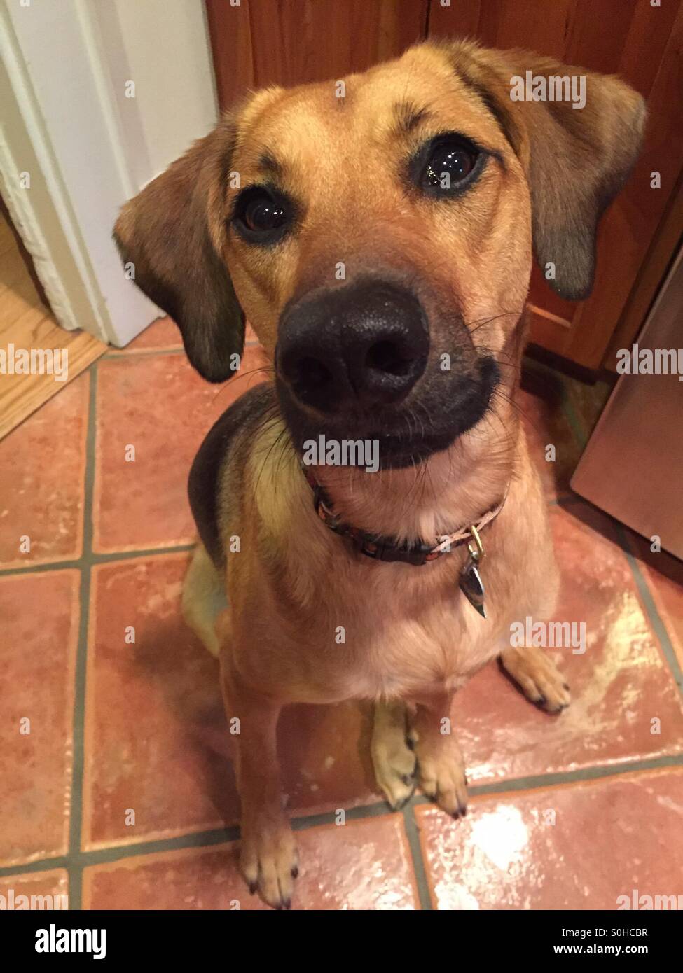 German Shepherd Hound Dog Mix