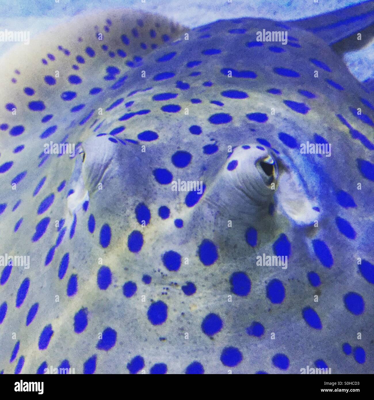 Eye's of ray hi-res stock photography and images - Alamy