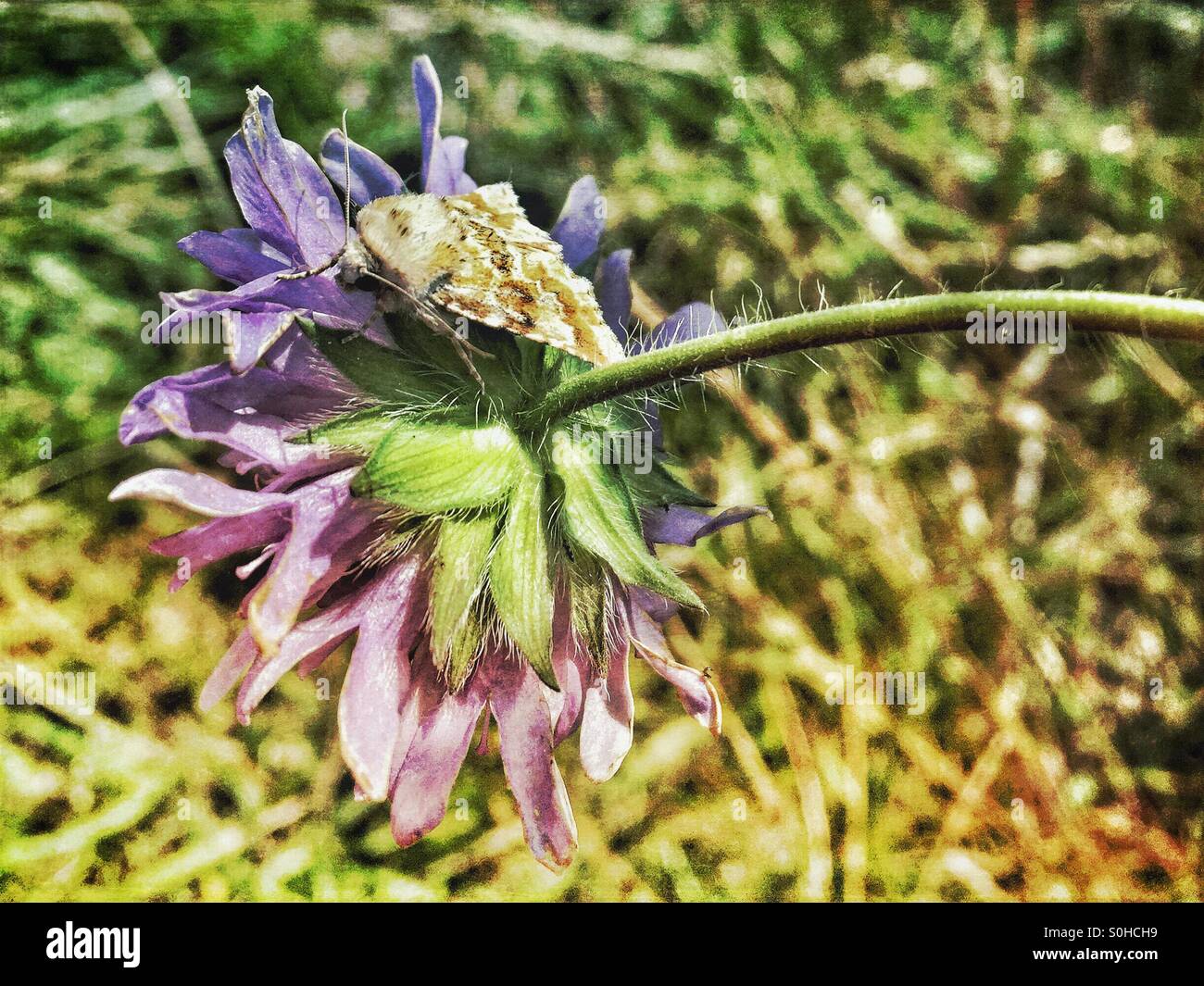 Moth on a flower in summer sunshine Stock Photo - Alamy