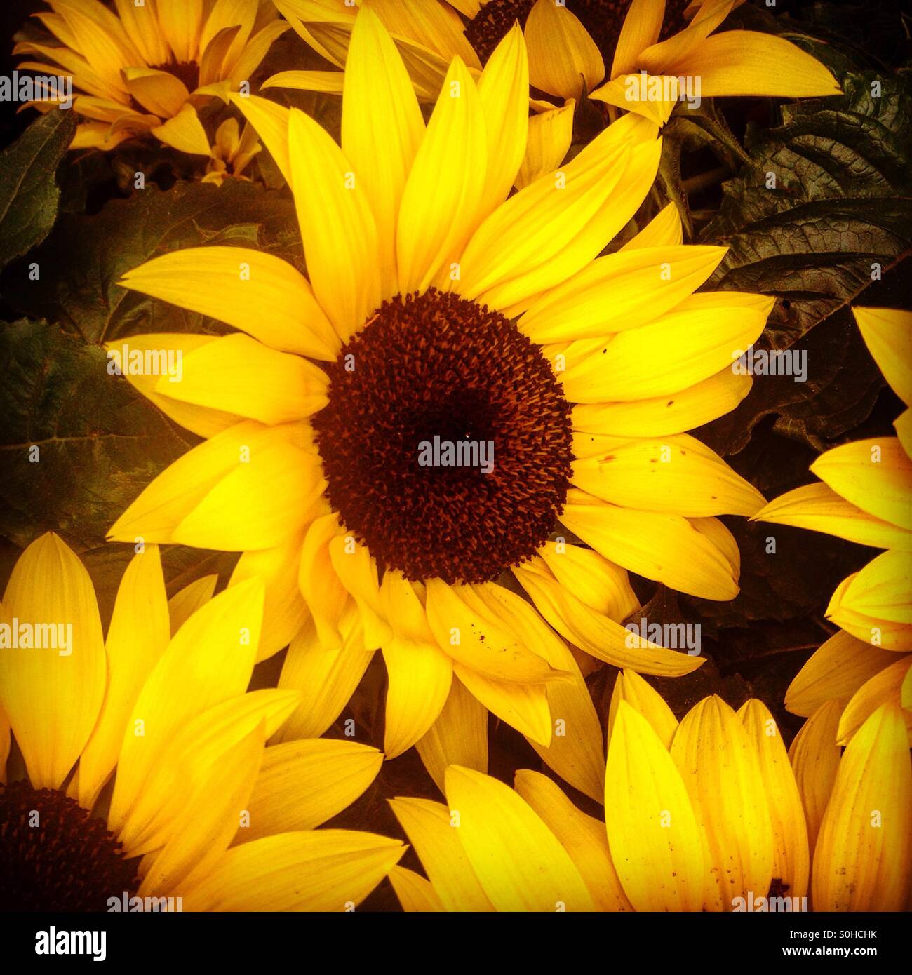 Sunflowers with nature hi-res stock photography and images - Alamy
