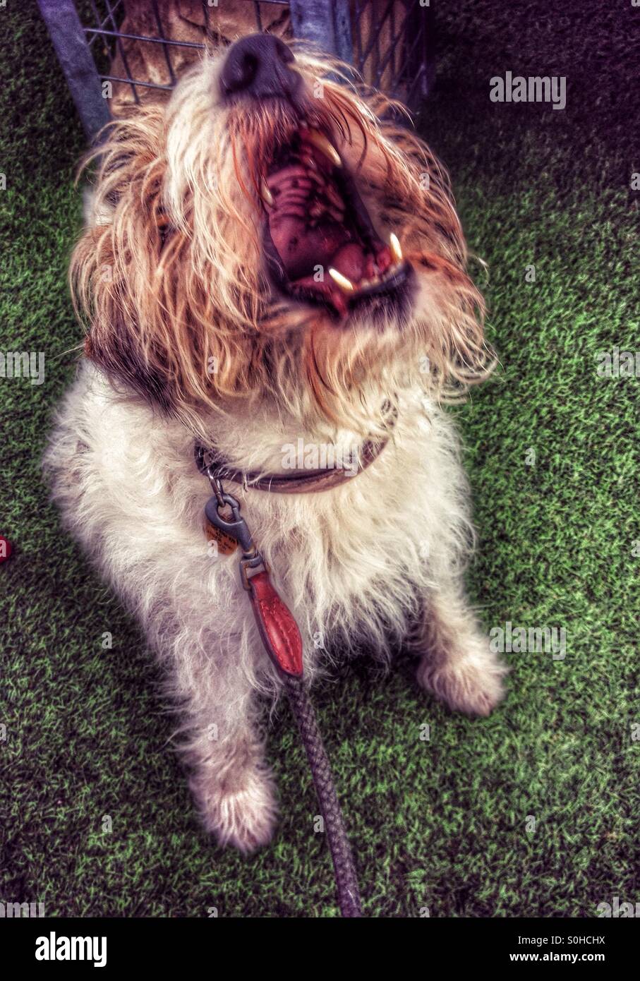 Astroturf dog hi-res stock photography and images - Alamy