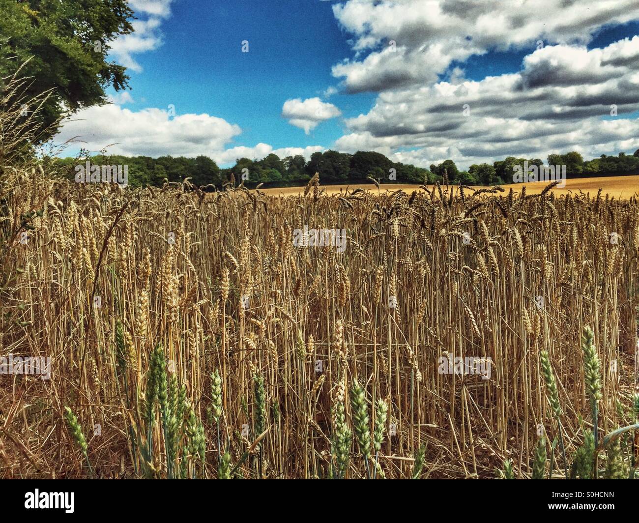 English crops hi-res stock photography and images - Alamy
