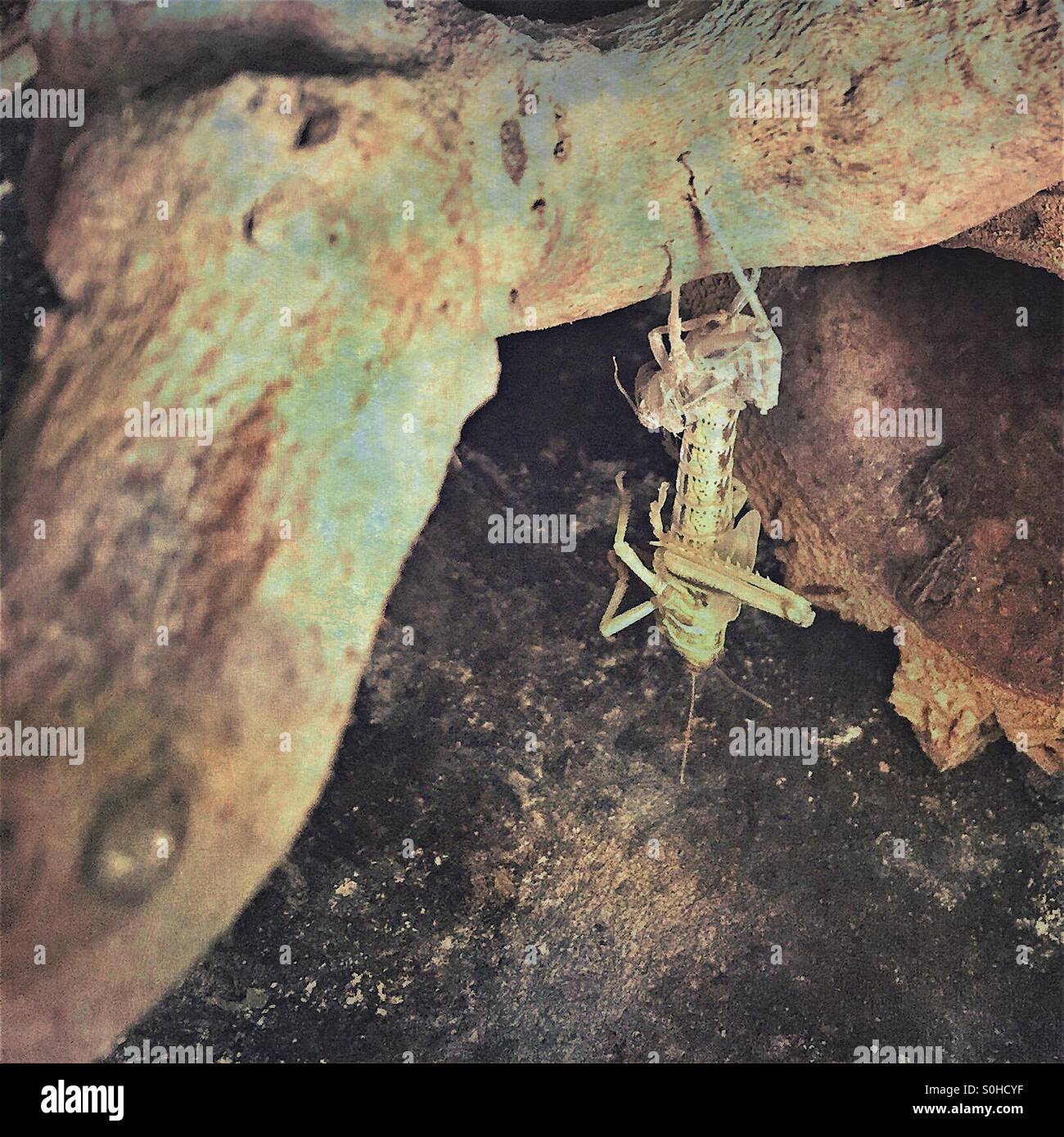 Locust skin shed hi-res stock photography and images - Alamy