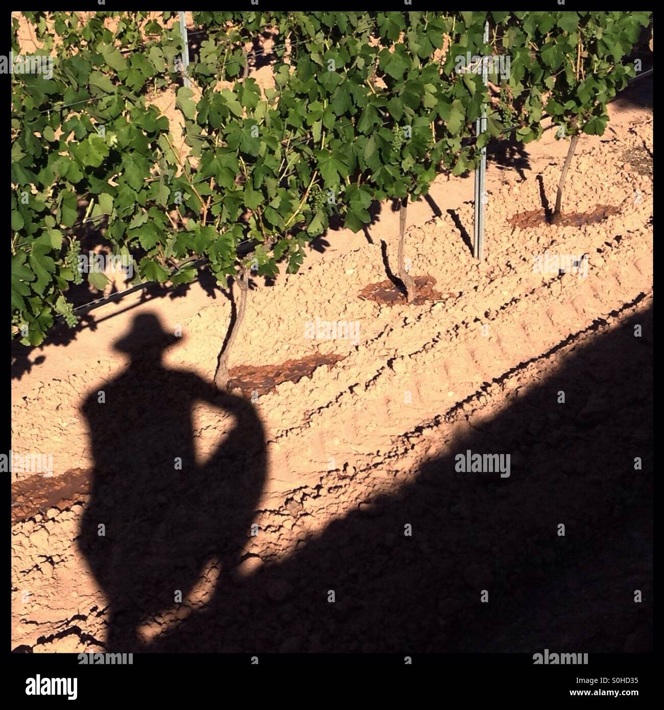 Watering the grape vines hi-res stock photography and images - Alamy