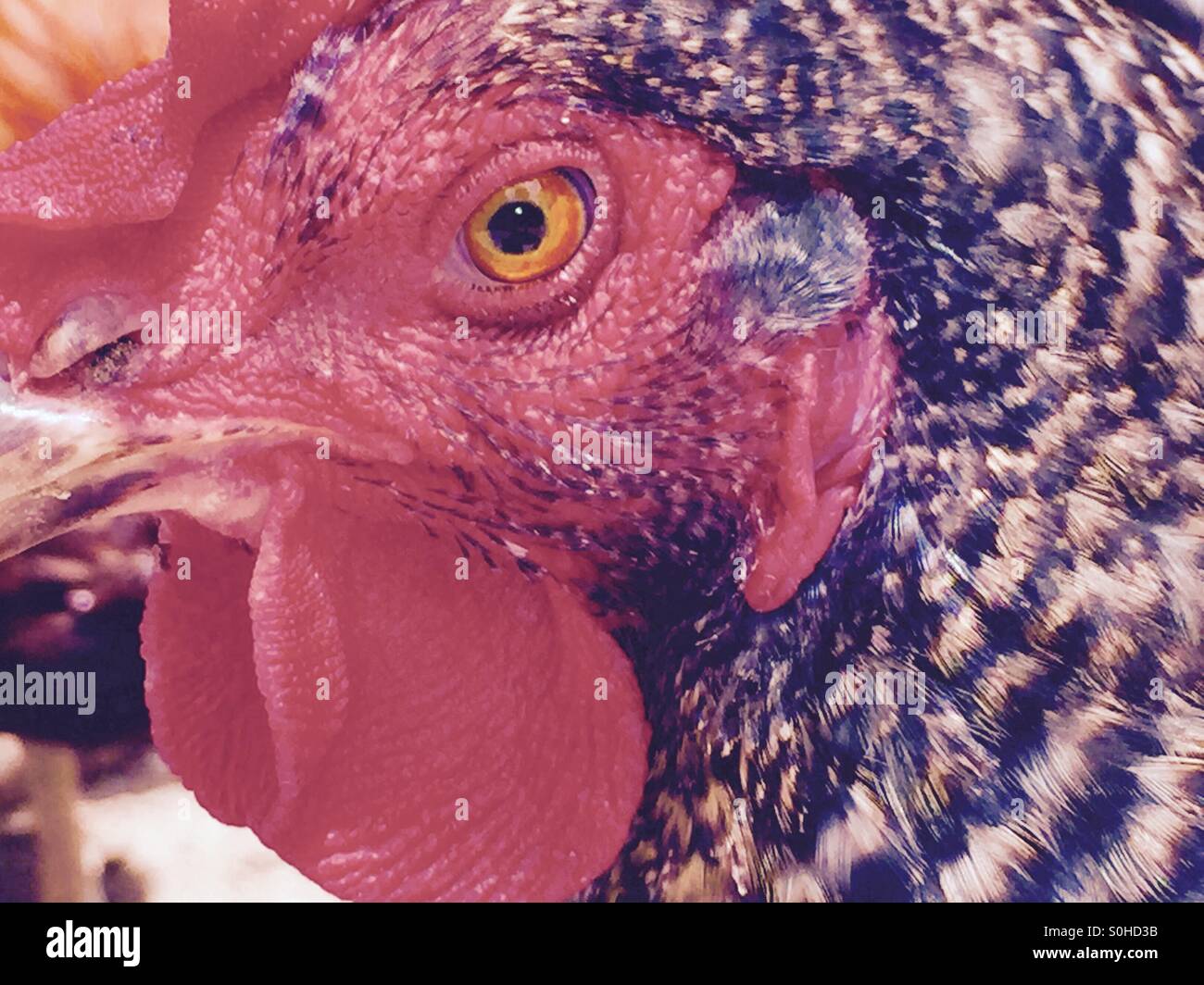 Barred Rock Hen High Resolution Stock Photography and Images - Alamy