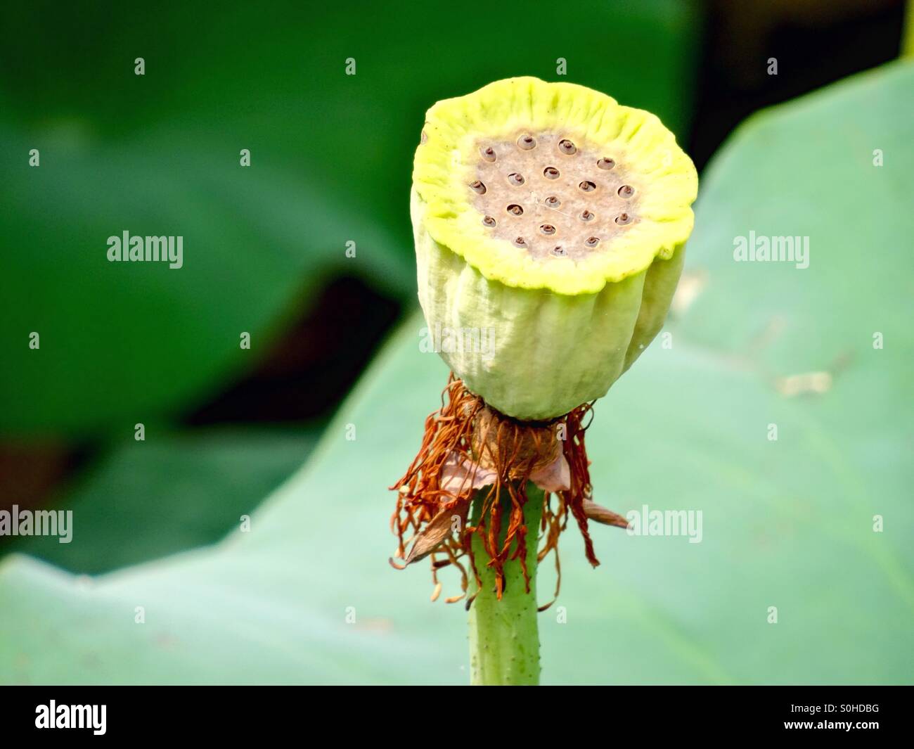 Lotus pod without petals Stock Photo - Alamy