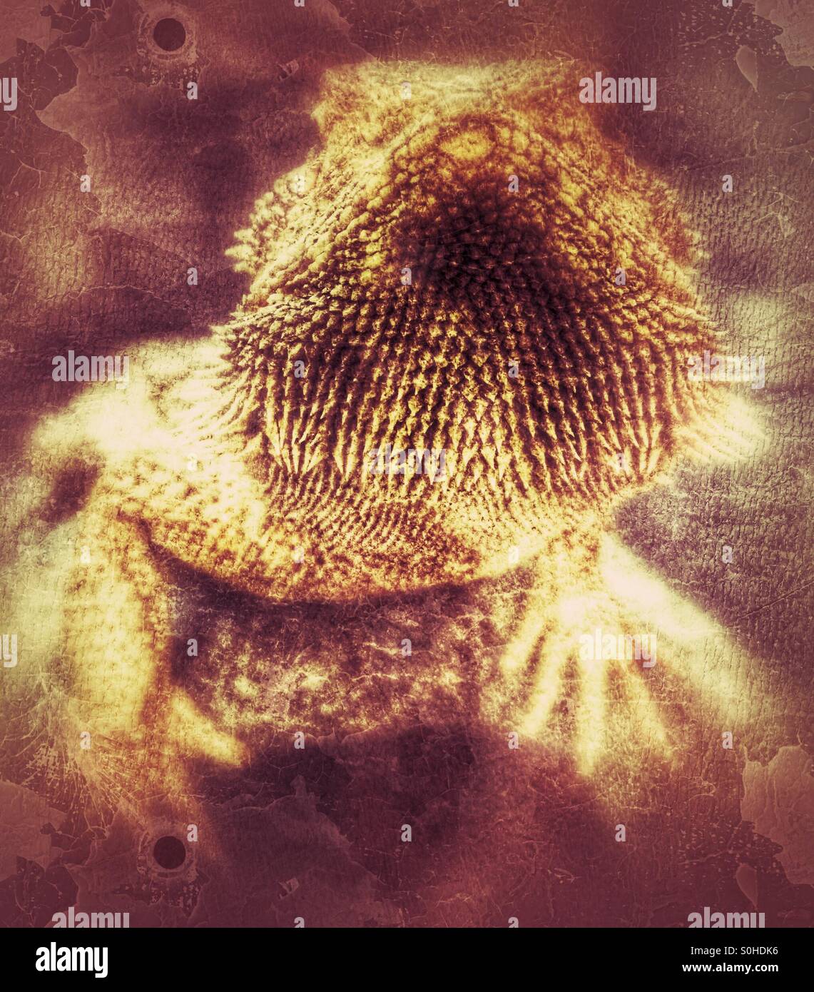 Face of lizard hi-res stock photography and images - Alamy