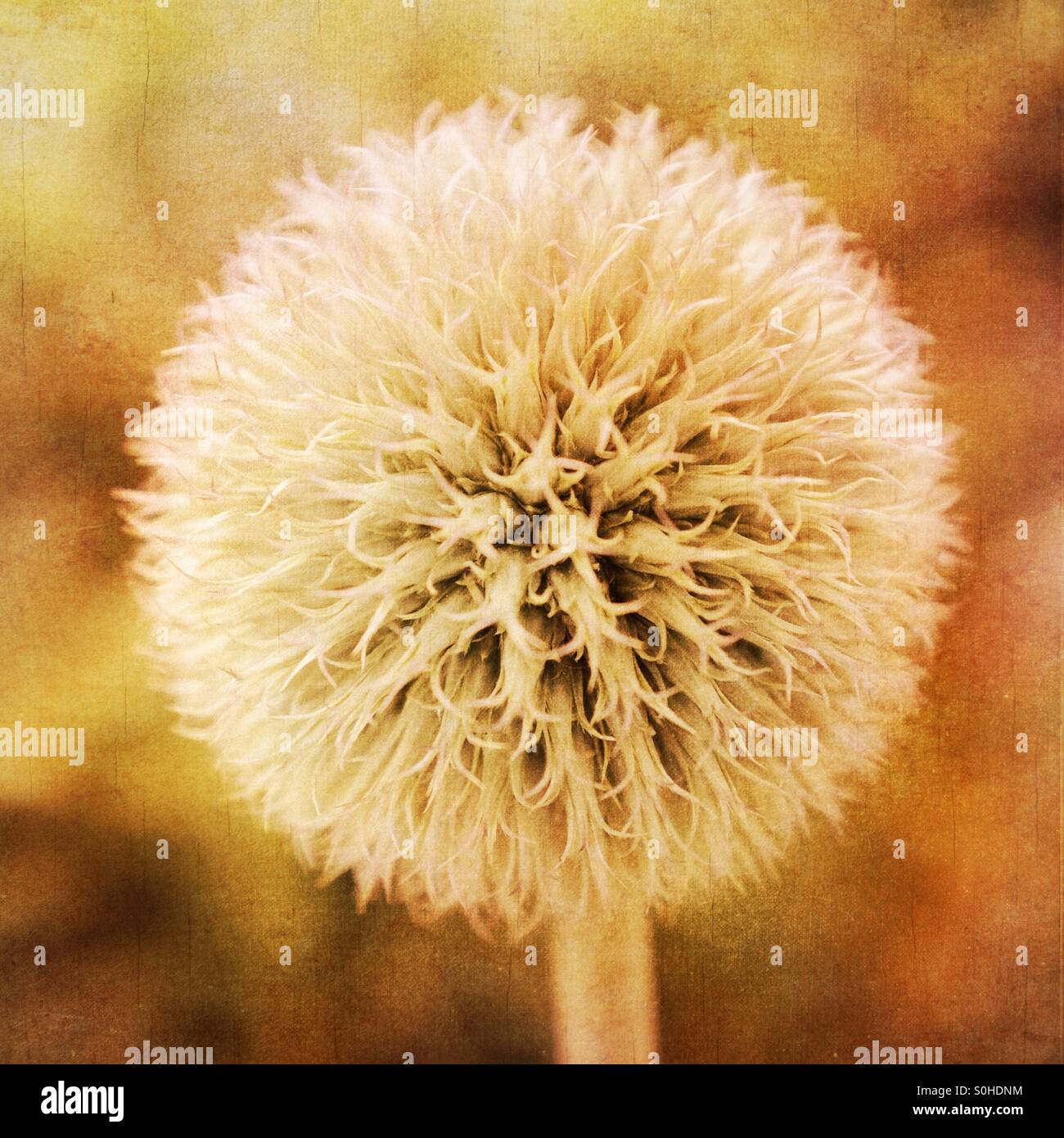 Flower round symbol hi-res stock photography and images - Alamy