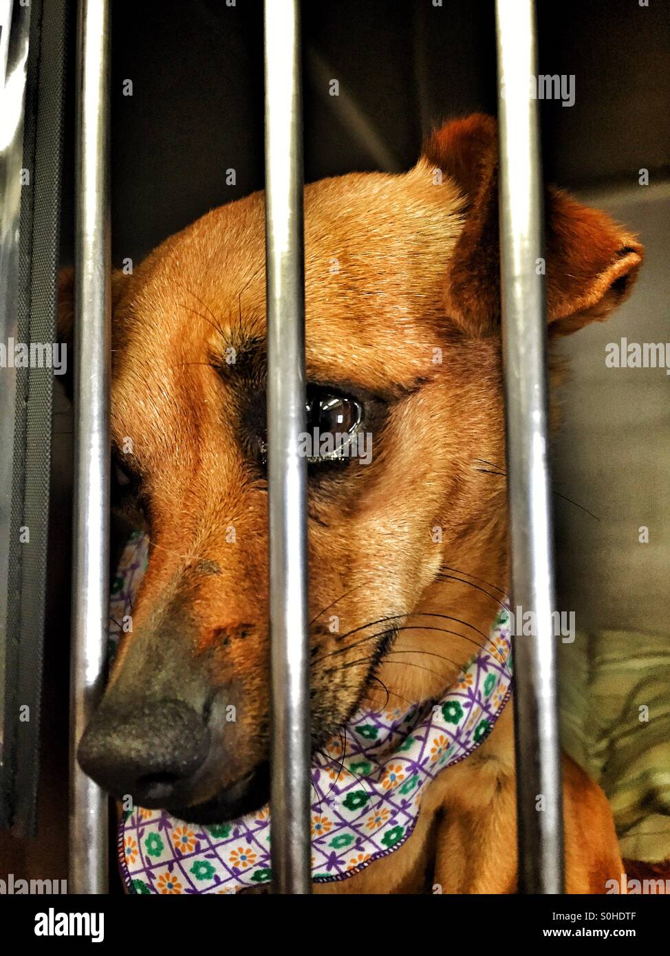 Sad dog cage hi-res stock photography and images - Alamy