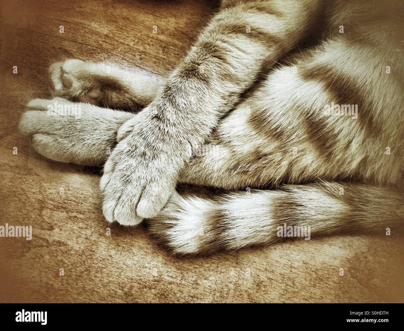 Tiger fur pattern hi-res stock photography and images - Alamy
