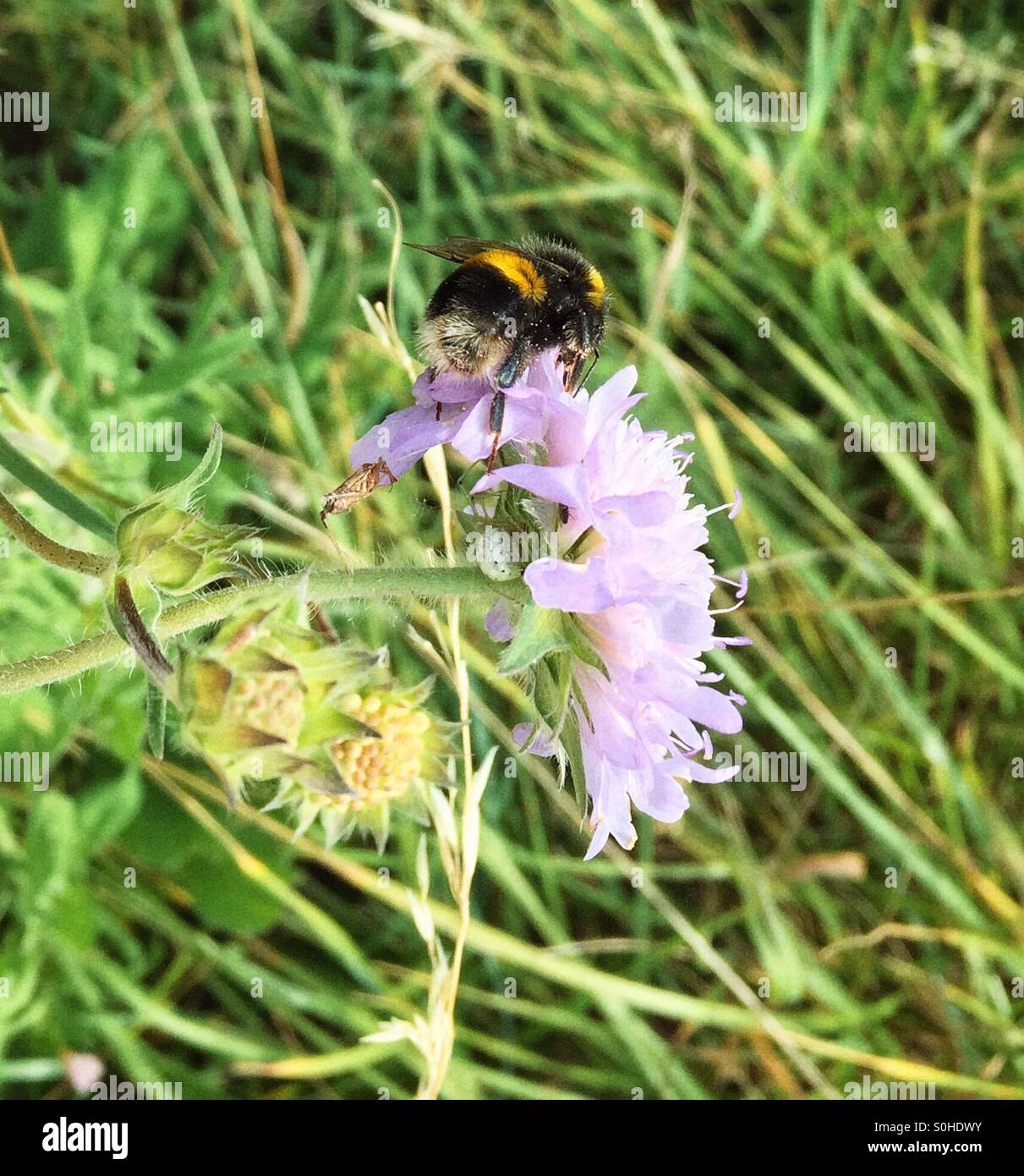Bumblebee on grass hi-res stock photography and images - Alamy