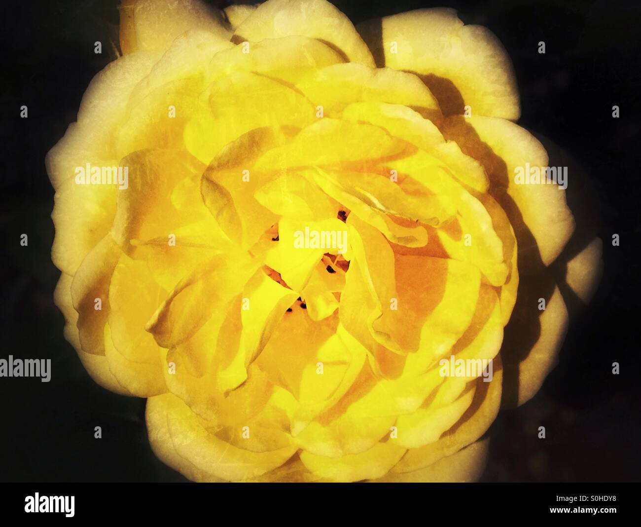 Vintage Yellow Roses Wallpaper High Resolution Stock Photography and ...