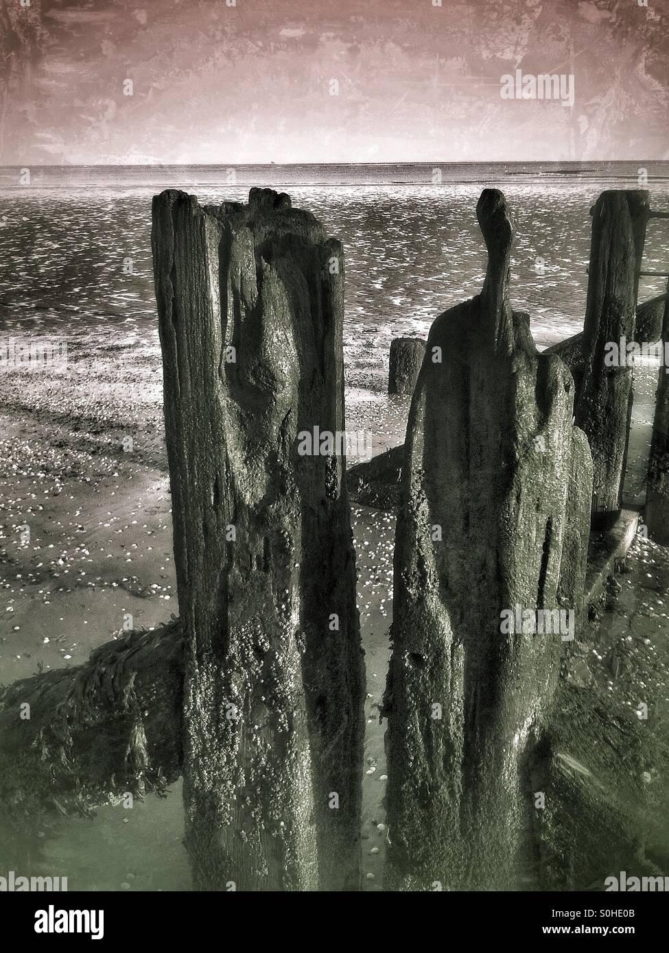 Old wooden sea defence Stock Photo - Alamy