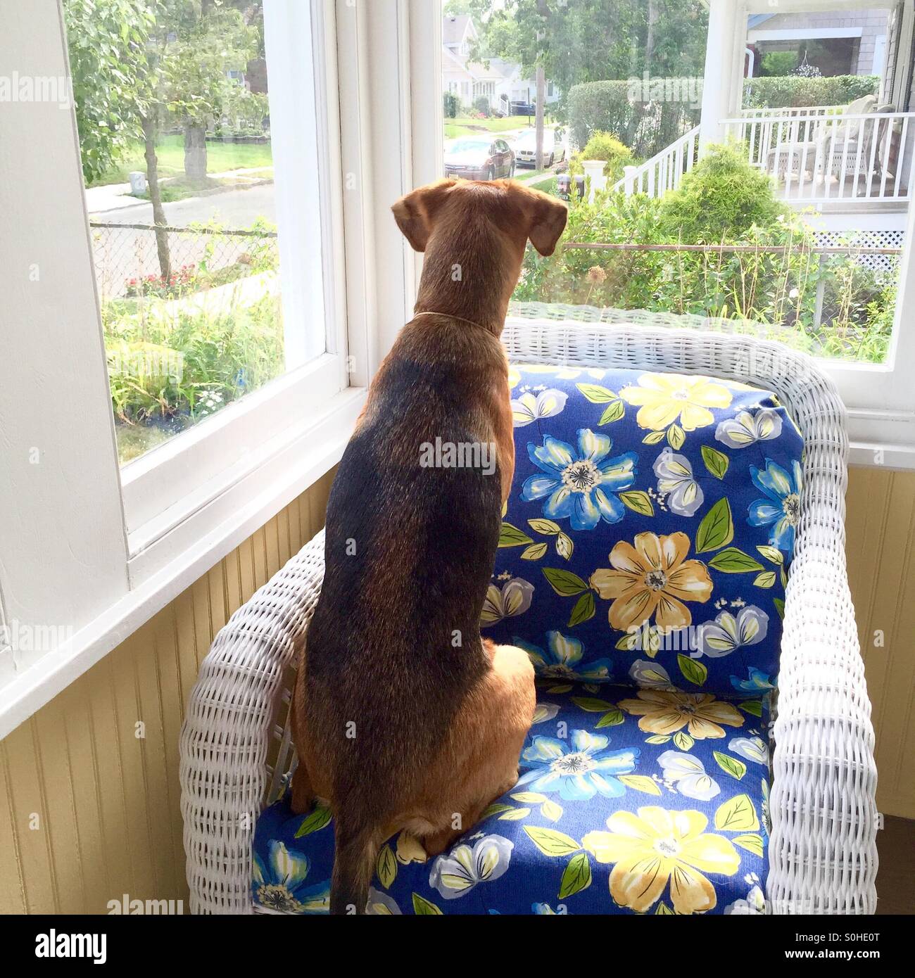 Dog waiting for human to return home Stock Photo - Alamy