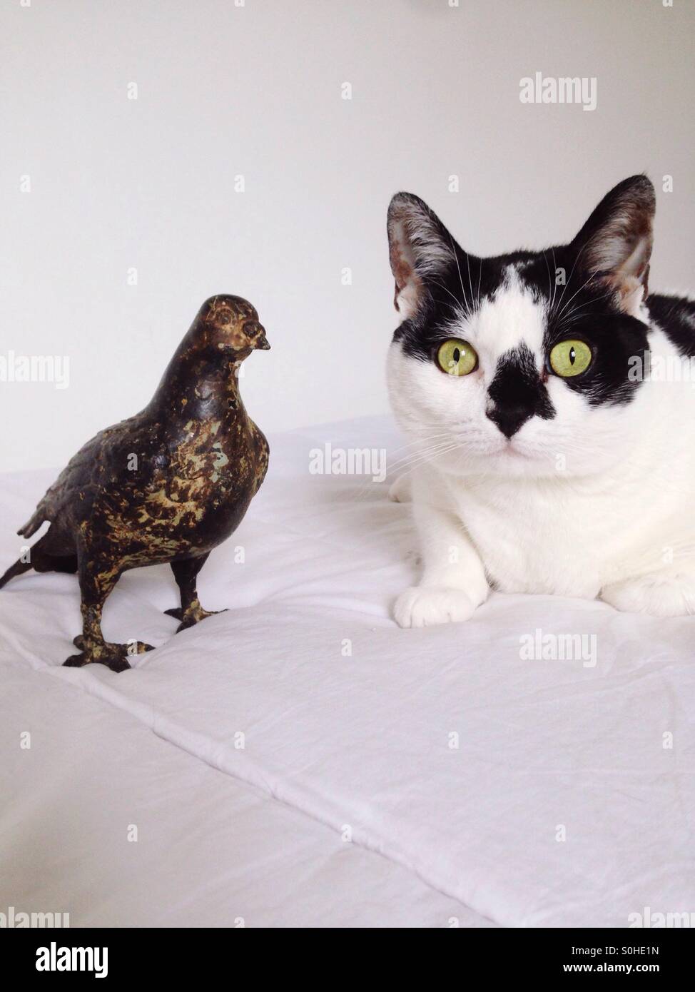 Funny pigeon hi-res stock photography and images - Alamy