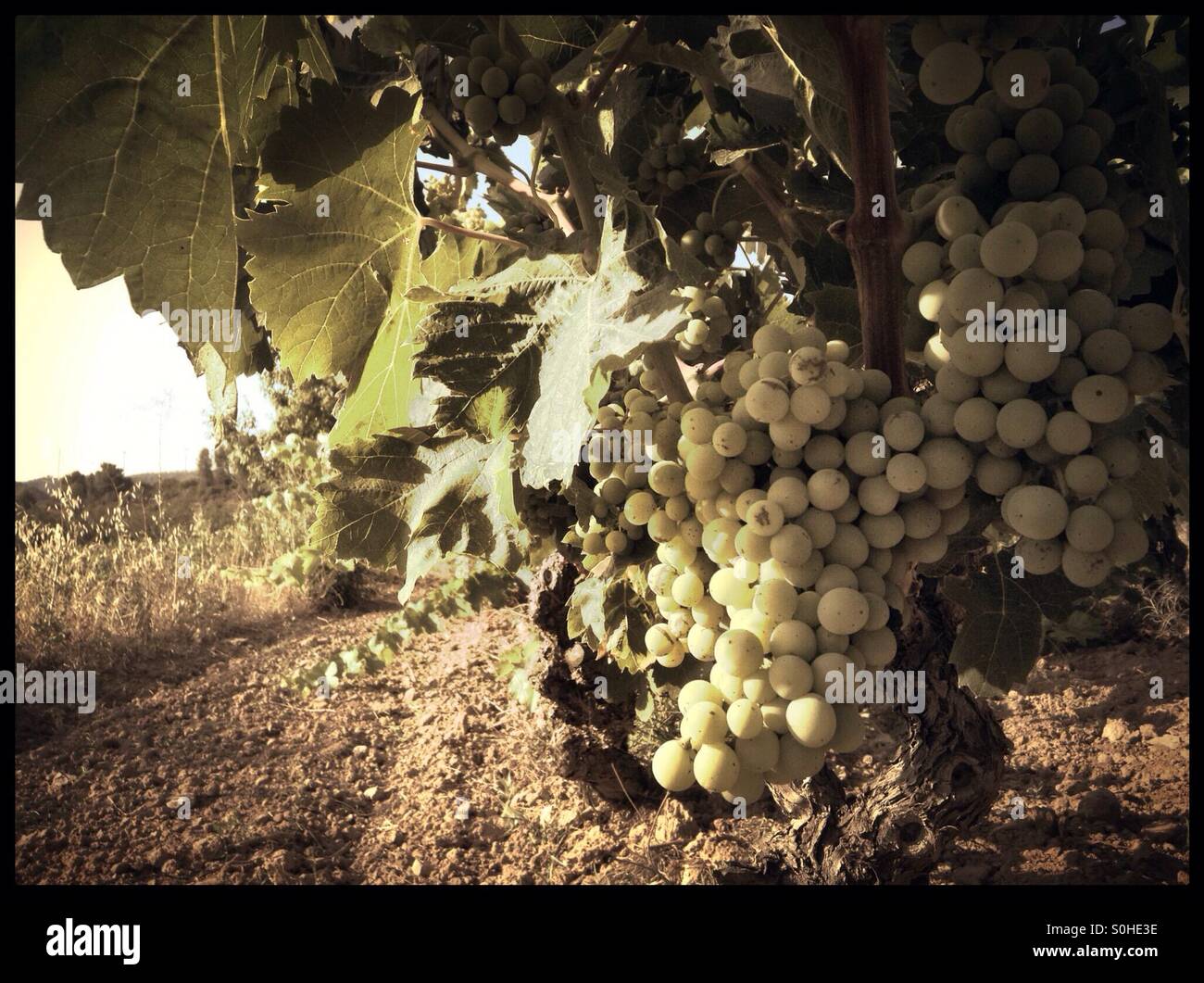 Carignan grapes before the onset of ripening, Catalonia,Spain Stock ...