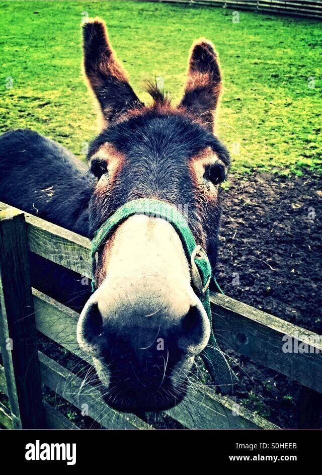 Donkeyportrait hi-res stock photography and images - Alamy