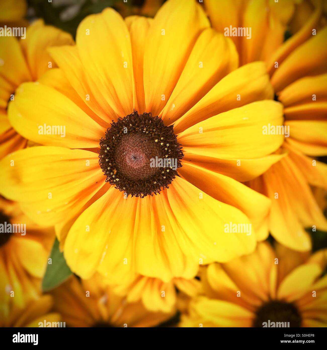 Closeup yellow daisy hi-res stock photography and images - Alamy
