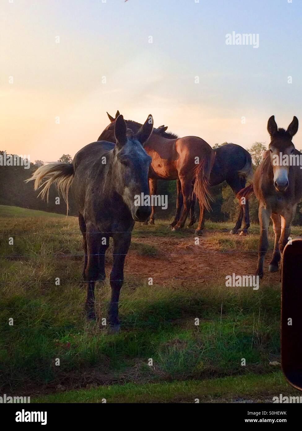 Horsing around hi-res stock photography and images - Alamy