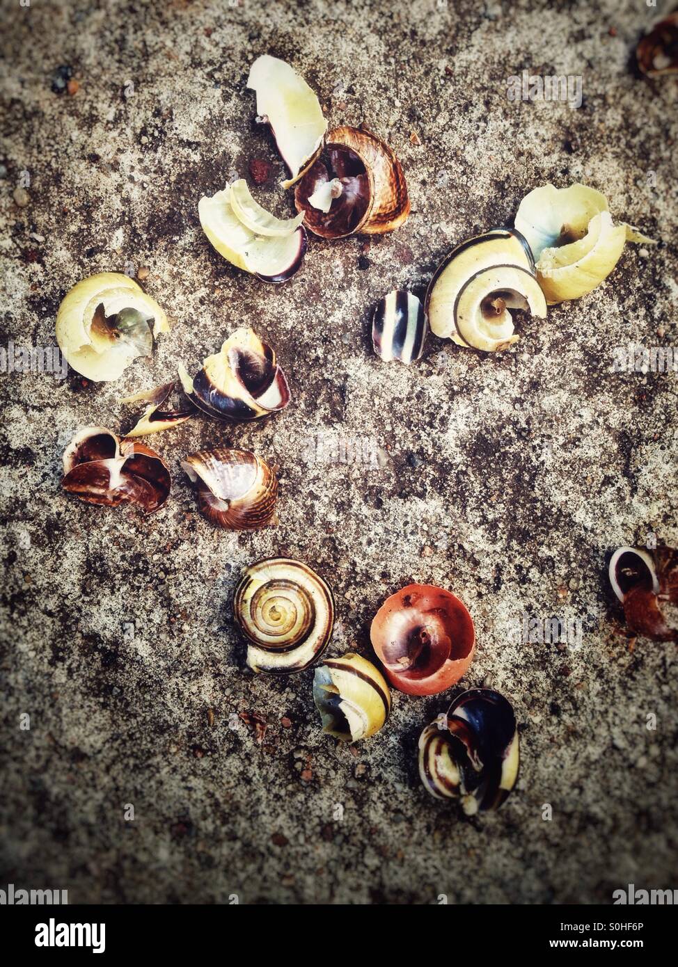 Shattered snail shells hi-res stock photography and images - Alamy