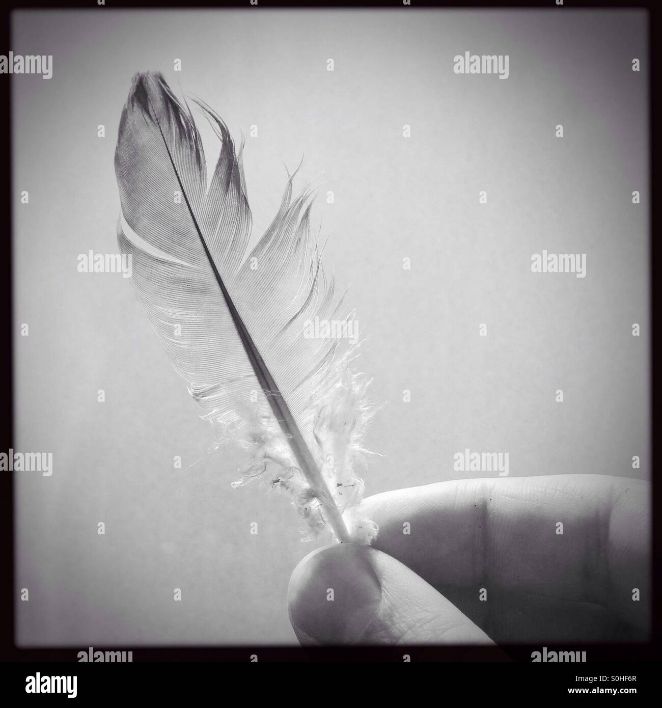 Feather and hand hi-res stock photography and images - Alamy