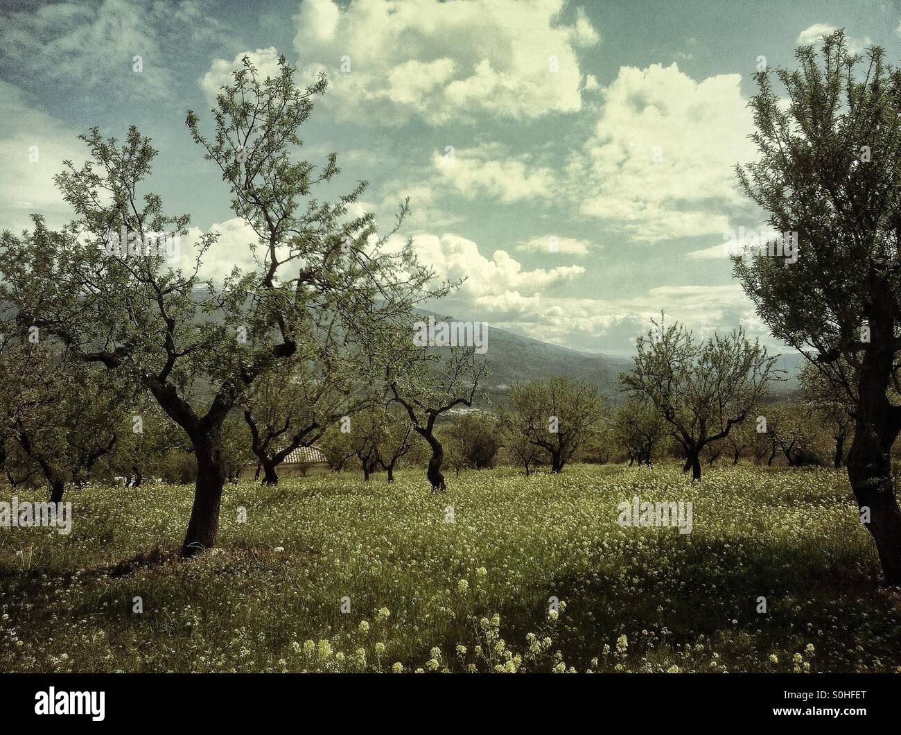 Olive trees spain hi-res stock photography and images - Alamy