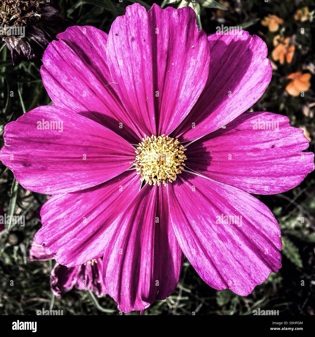 Vivid pink flower hi-res stock photography and images - Alamy