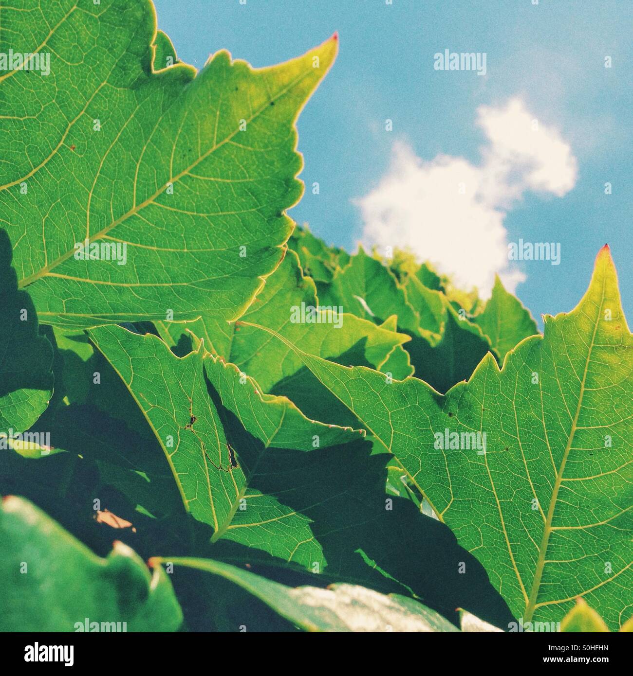 Vine leaves hi-res stock photography and images - Alamy