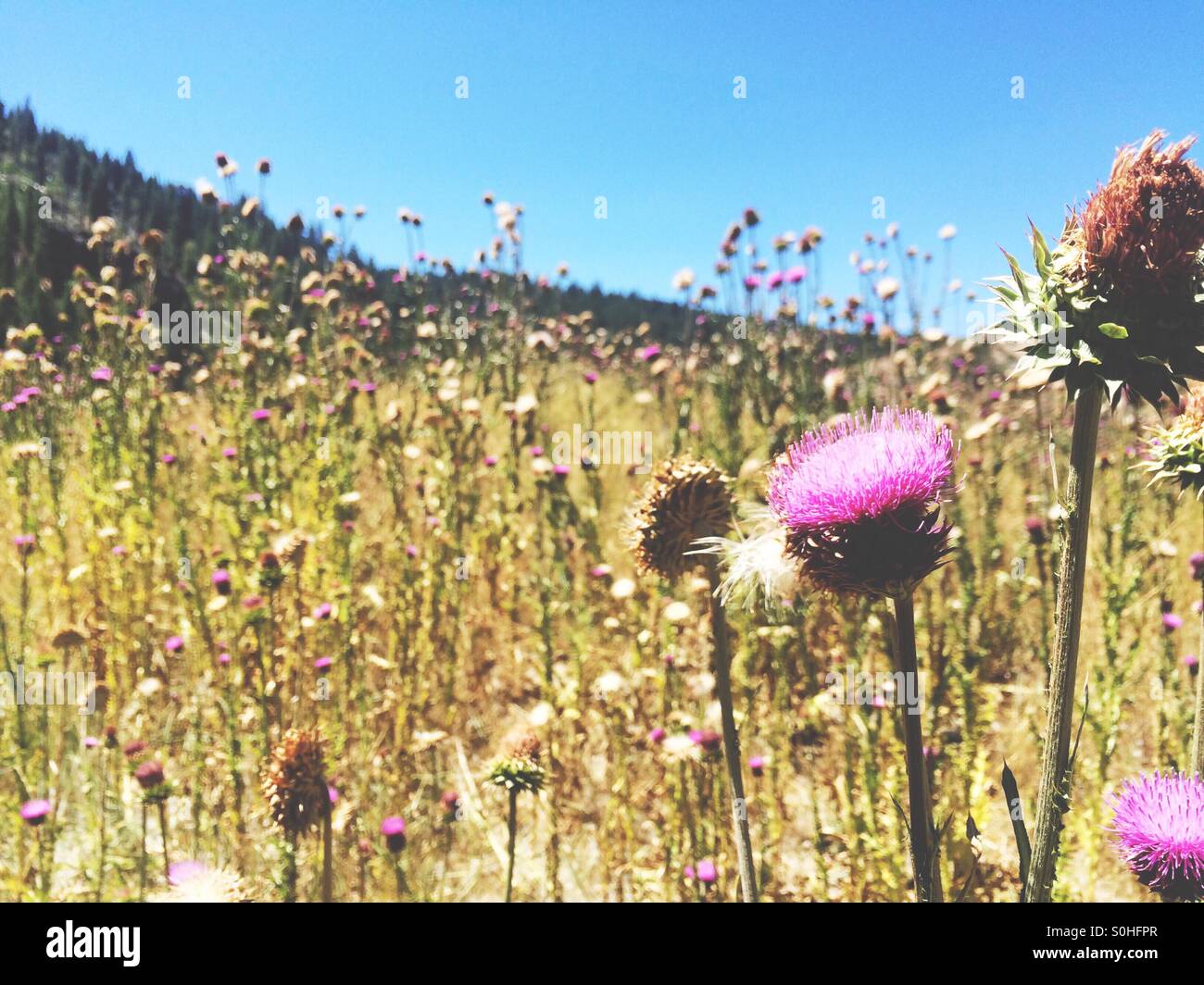 Pink nevada hi-res stock photography and images - Alamy