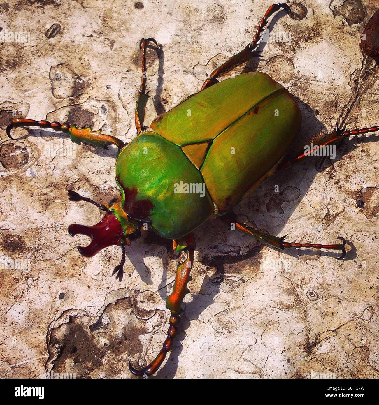 Nice bug hi-res stock photography and images - Alamy