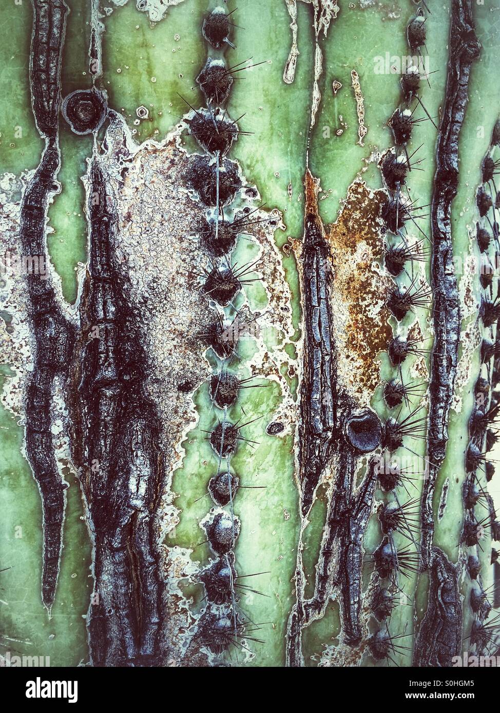 Growth scars hi-res stock photography and images - Alamy