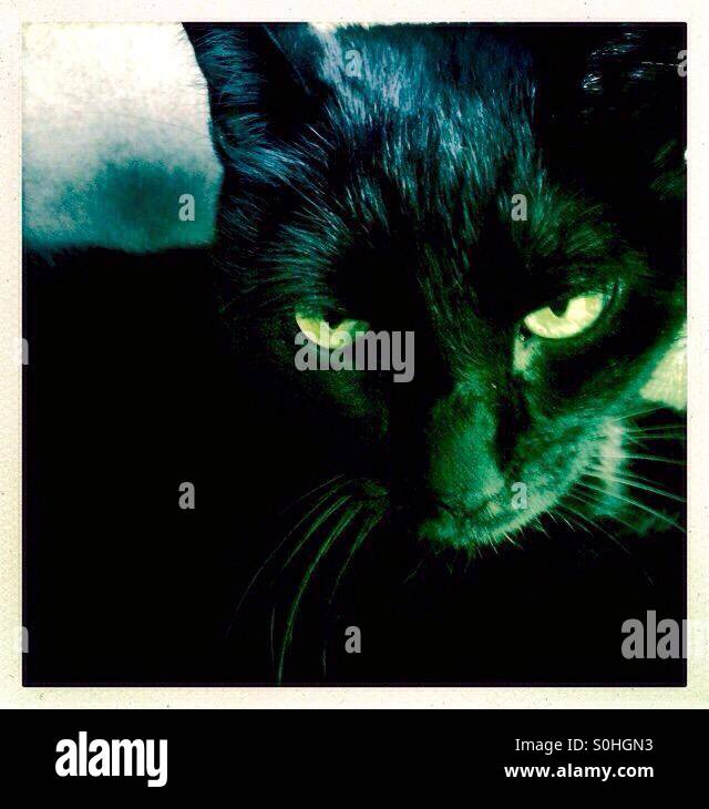 Black cat stare Stock Photo - Alamy