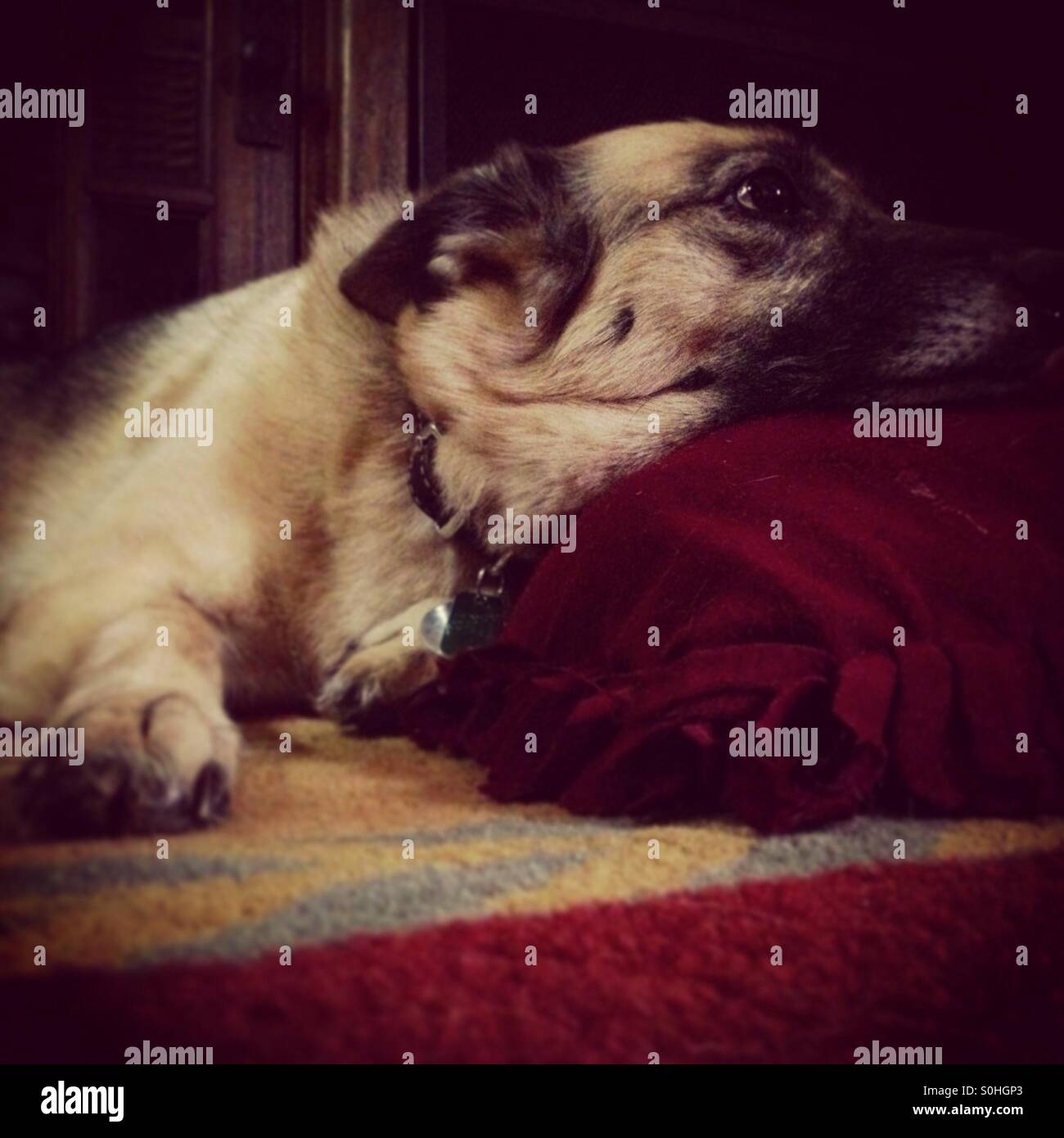 Maroon dog hi-res stock photography and images - Alamy