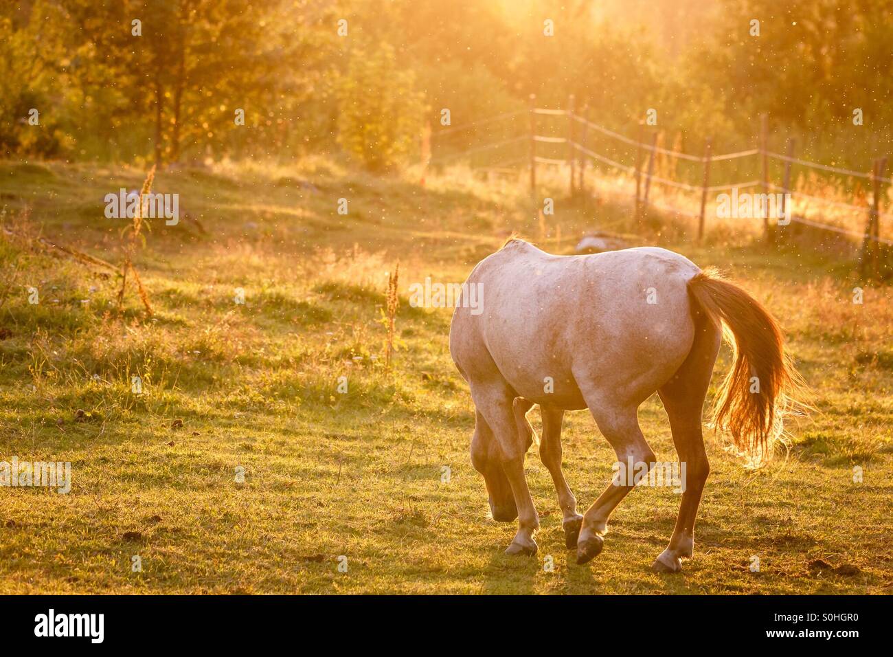 Hour of the horse hi-res stock photography and images - Alamy