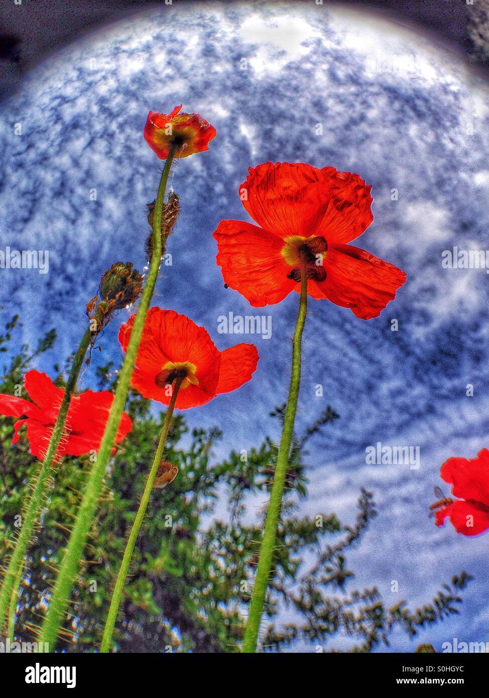 Poppies clouds smartphone stock photos and images - Alamy