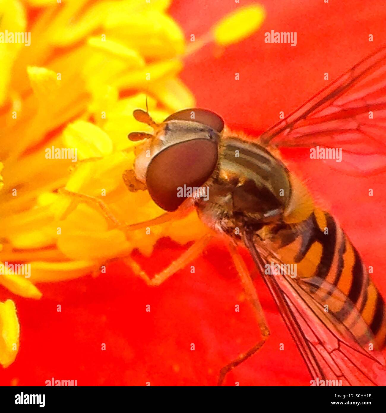 Wildflower with wasp hi-res stock photography and images - Alamy