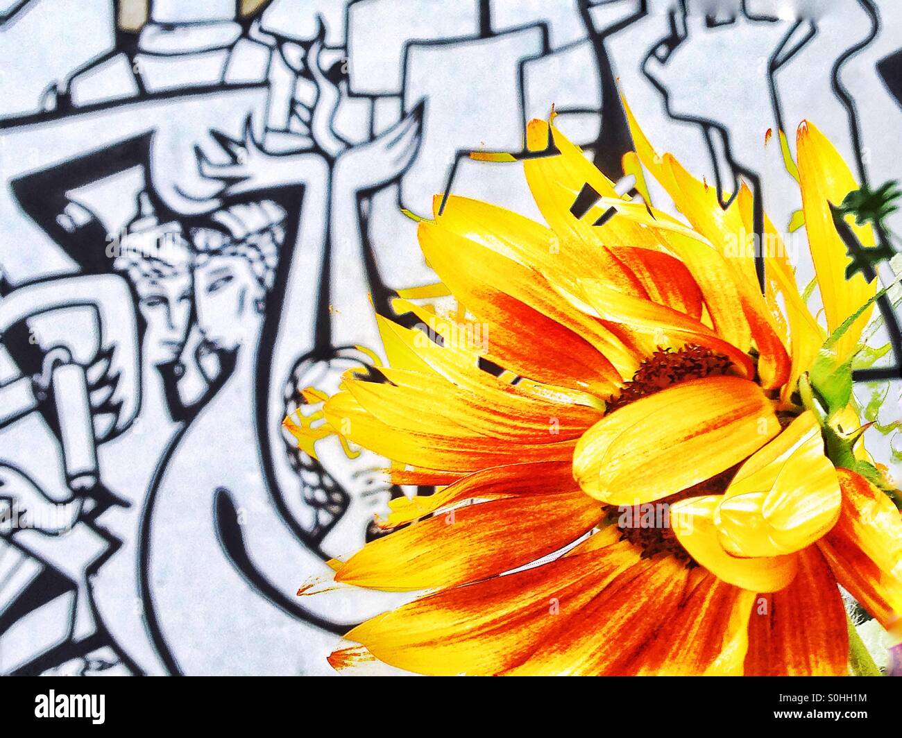 Sunflower and graffiti Stock Photo - Alamy
