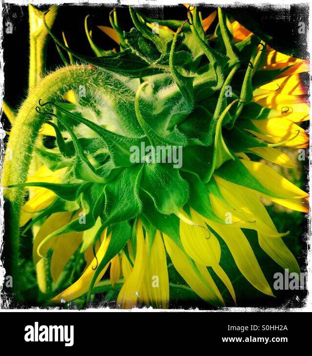 Back of sunflower hi-res stock photography and images - Alamy