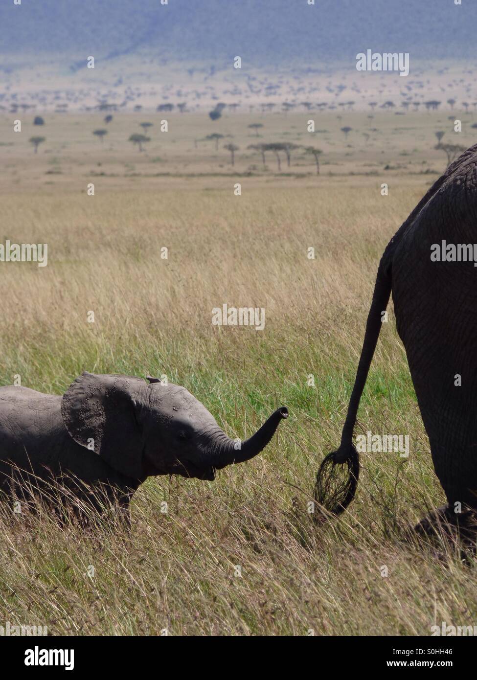 Elephant Reaching High Resolution Stock Photography and Images - Alamy
