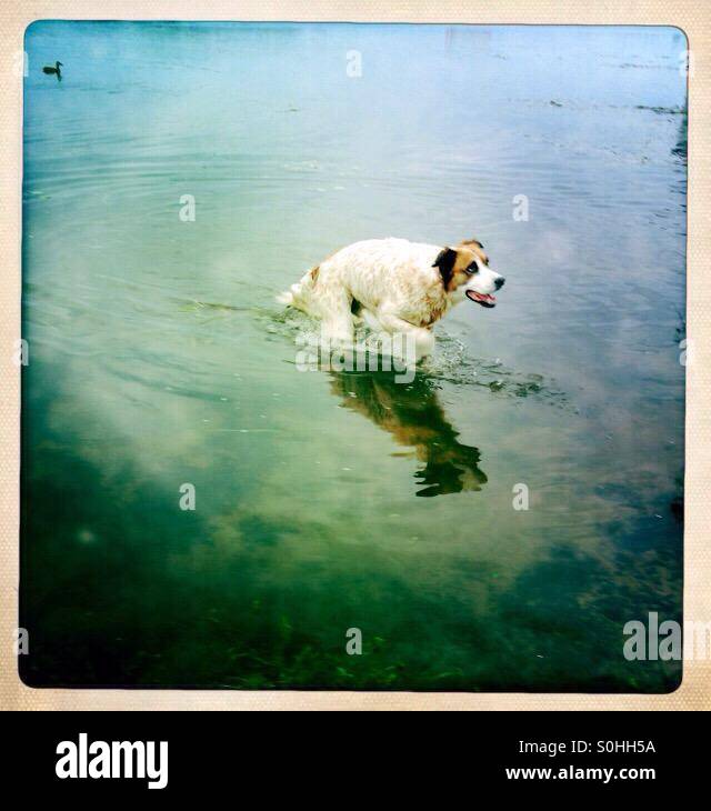 Bird dog hi-res stock photography and images - Alamy